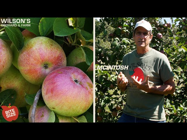 Mcintosh Apples