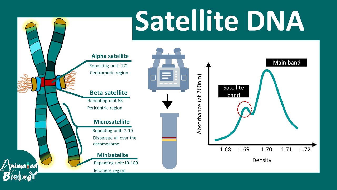 Satellite Dna Minisatellite And Microsatellite Short Tandem Repeats