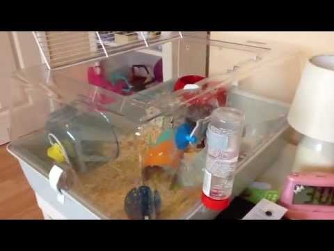 Humphreys Cage Tour Youtube