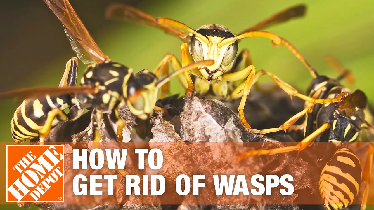 How To Get Rid Of Wasps Around The House The Home Depot Youtube