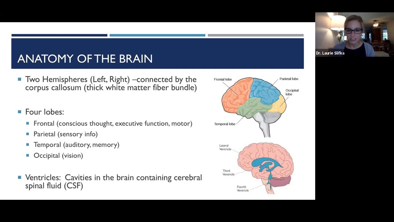 Webinar Brain Imaging In The Modern Era Youtube