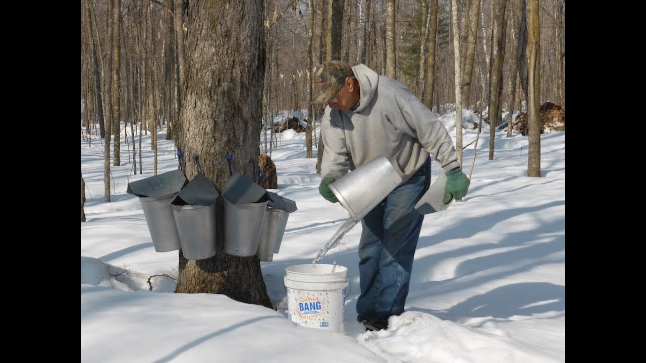 Maple Sap Documentary Youtube