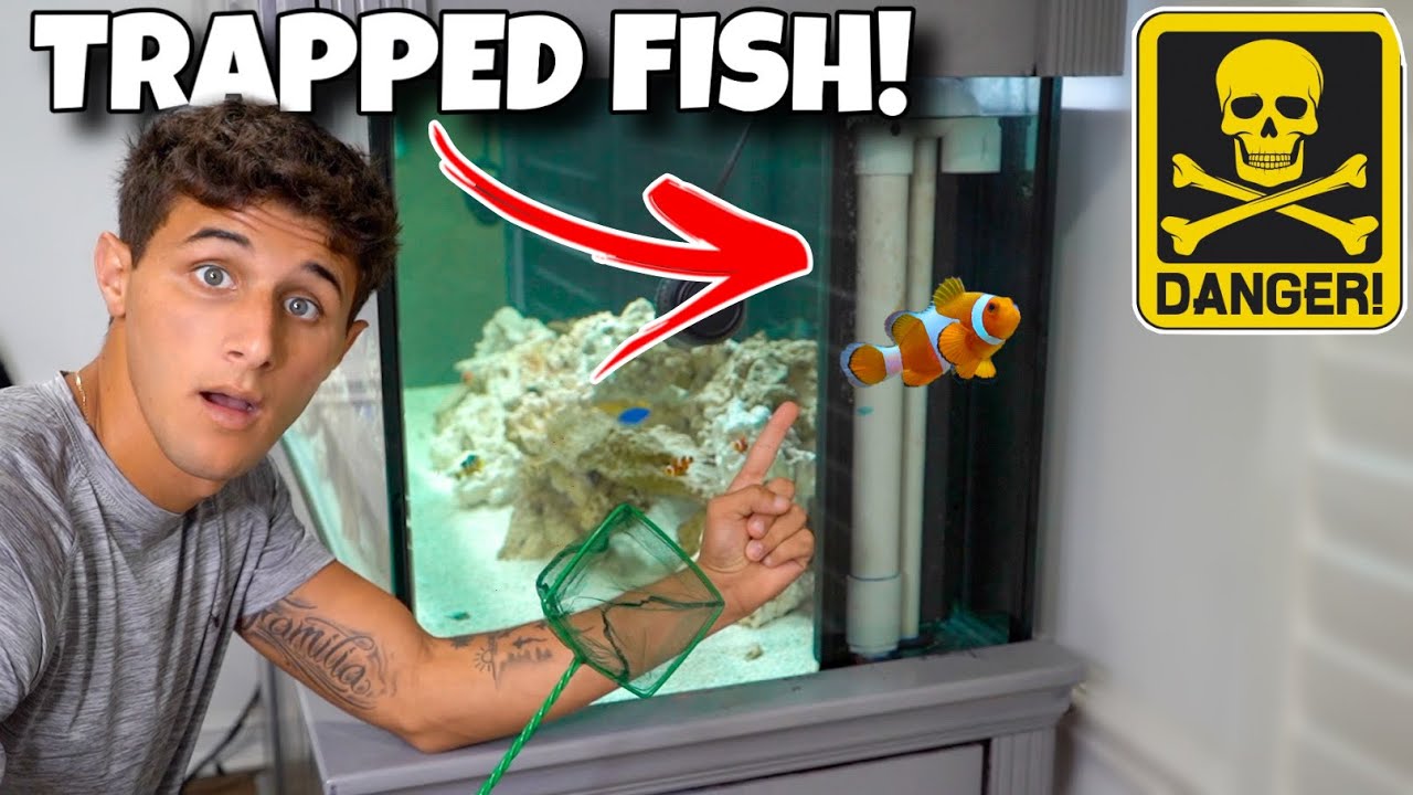Rescuing Trapped Fish From Death Youtube