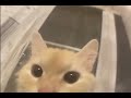 Minecraft Cat Screaming Into Camera Dumpster State Mp3 Music & Mp4 ...
