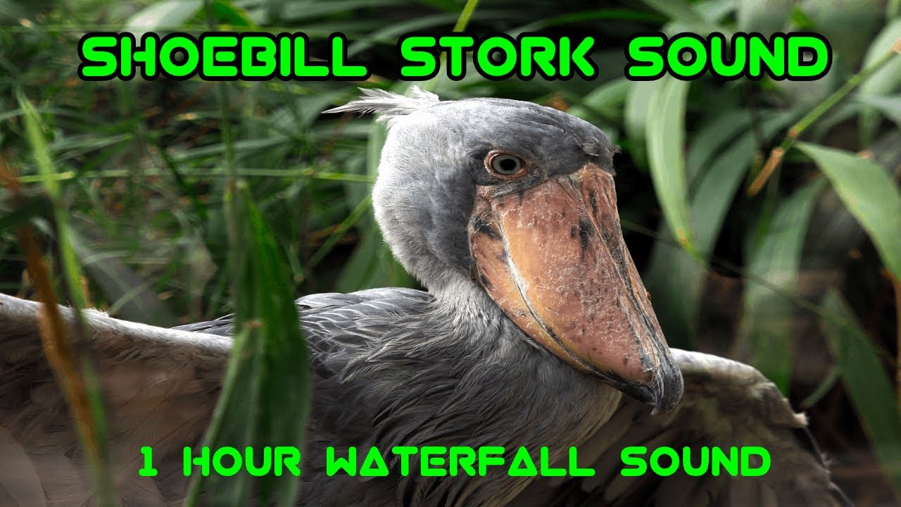 Shoebill Stork Sound Waterfall And Bird Sounds Youtube