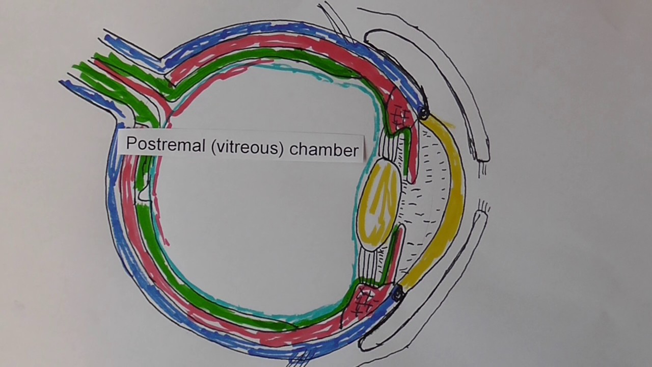 Eye 3 Physiology Youtube
