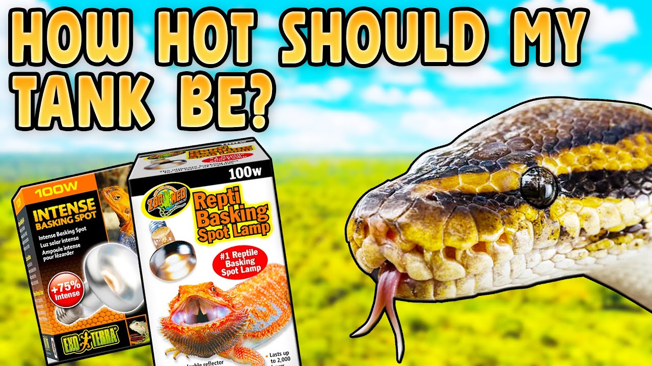 Complete Guide To Heating Ball Pythons Youtube