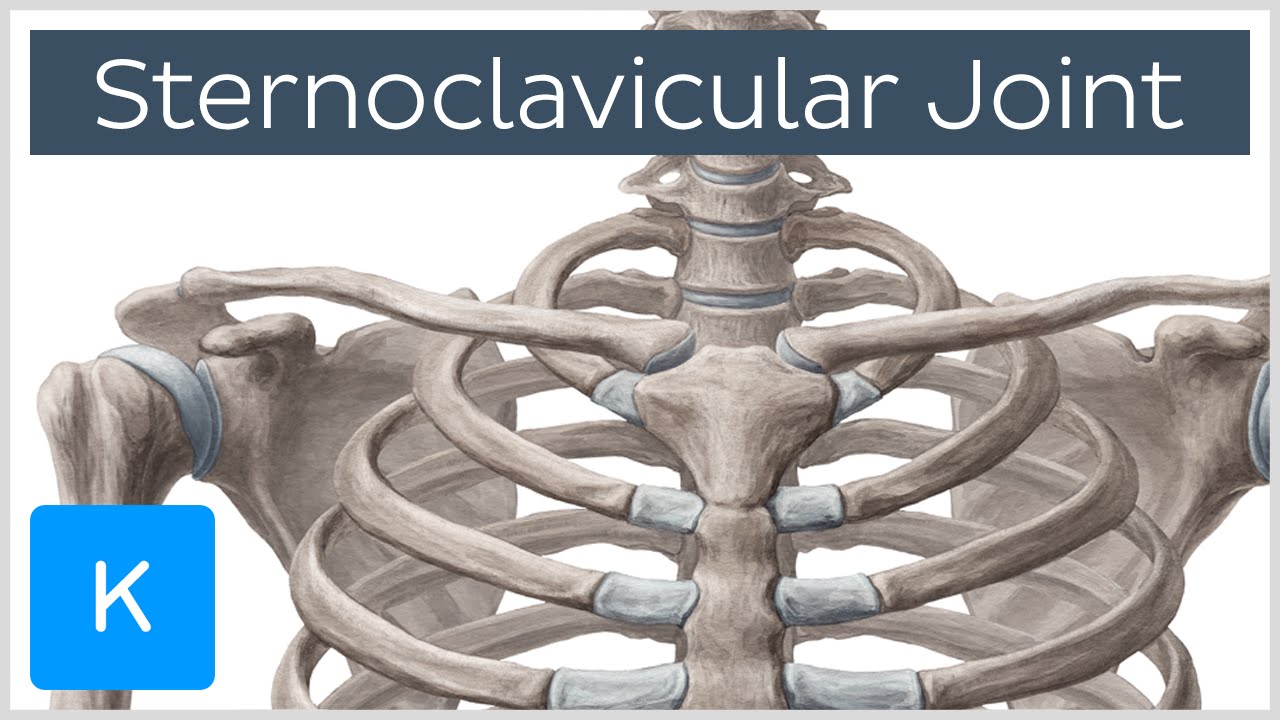 Sternoclavicular Joint Sternoclavicular Post Traumatic Joint Injury
