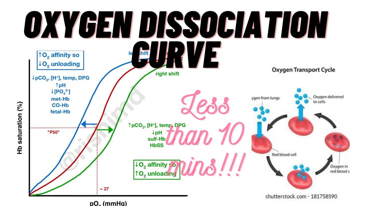 Oxygen Dissociation Curve Transport Of Oxygen P50 Value Class