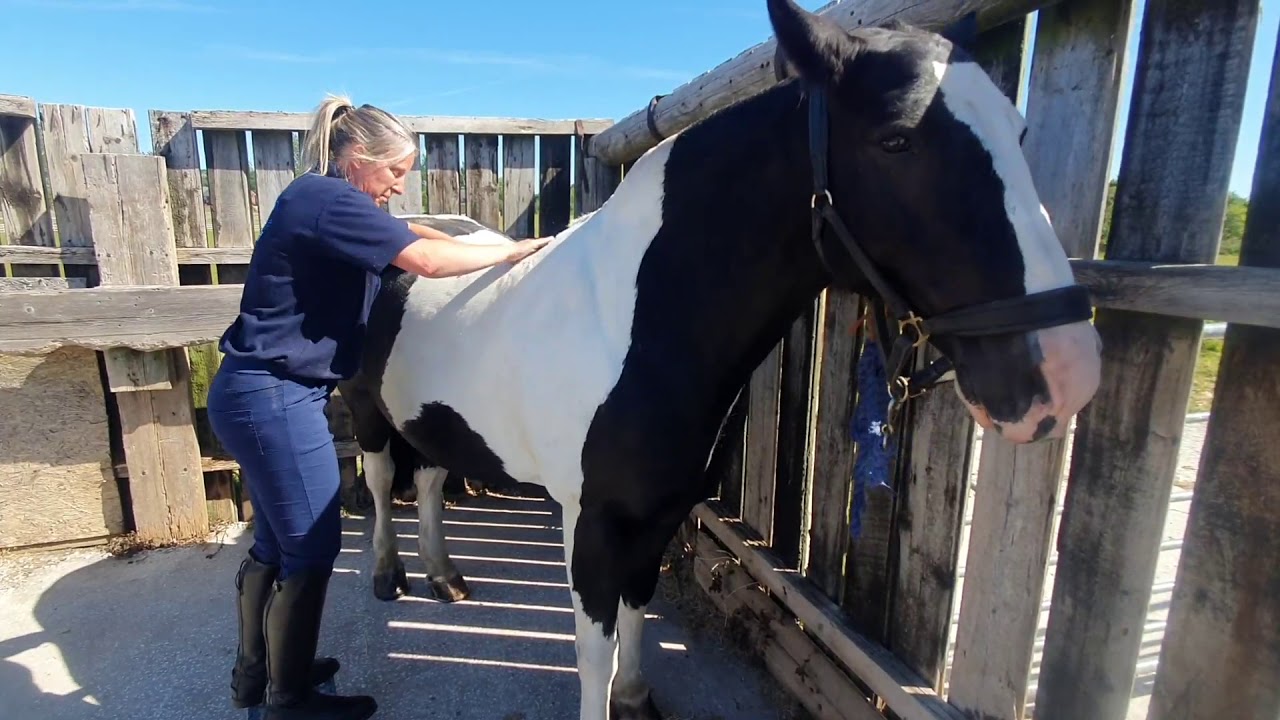 Reaseheath Masterclasses Equine How To Perform A Basic Back Massage