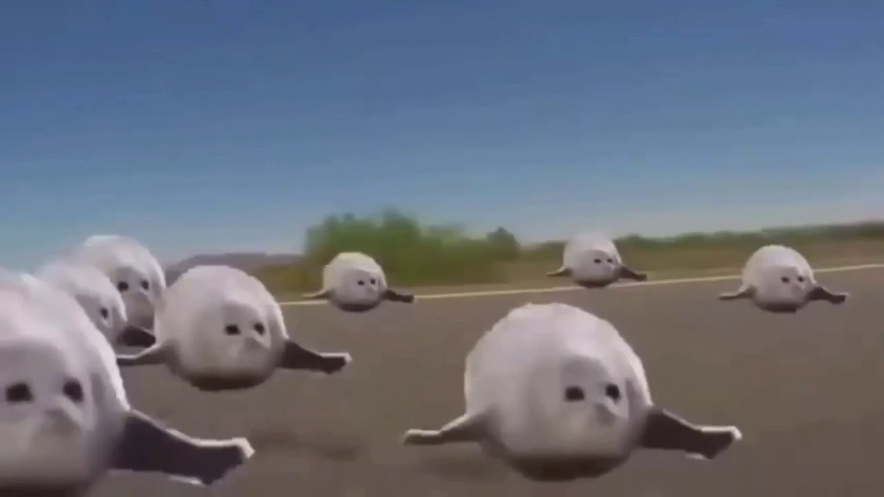 Bouncing Seals Ultimate Gif At Kristopher Chambers Blog