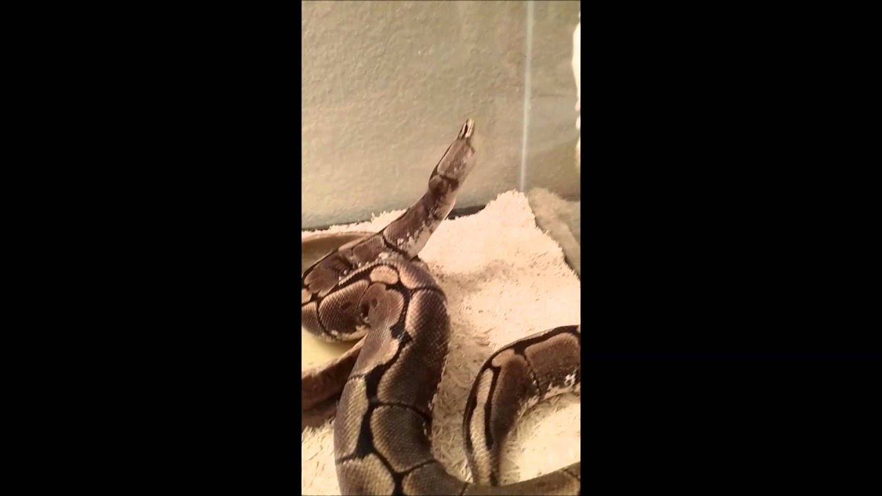 Spider Ball Python Wobbles Youtube