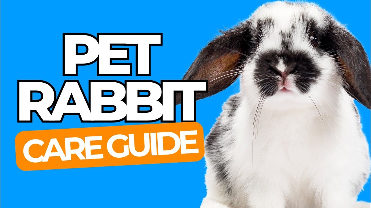 Pet Rabbit Care 101 Happy Pet Rabbit Guide For Beginners Youtube