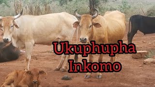 Ukuphupha Inkomo Sichaza Amaphupho Sichaza Amaphupho Mp3 Music & Mp4 ...
