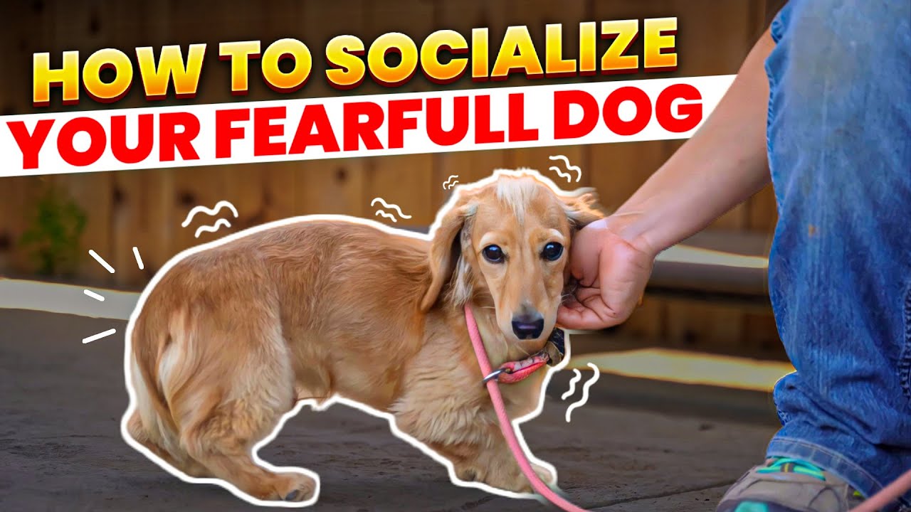 Master Socialization Techniques For Fearful Dogs With Bethany Preud