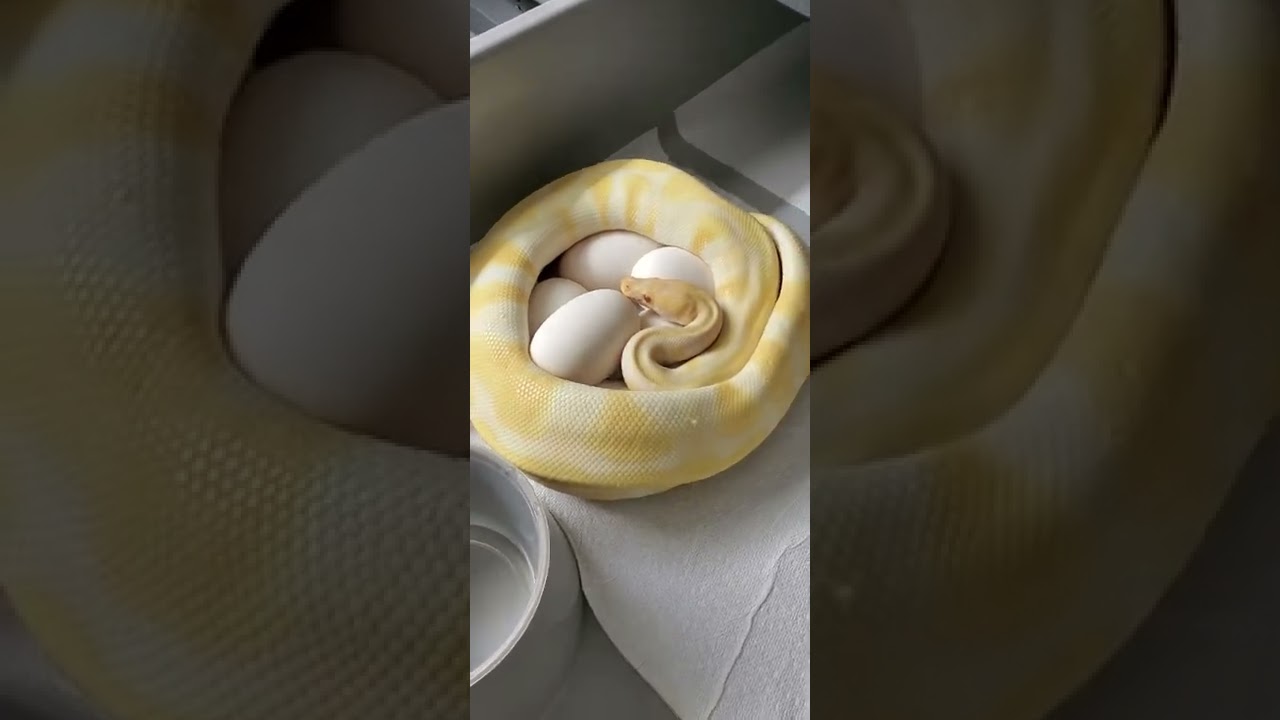 Ball Python Eggs Pulling Clutch 4 Pied X Albino Youtube