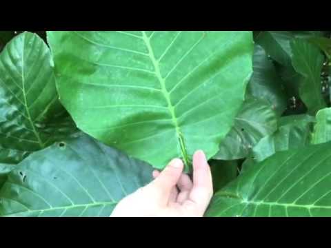 Growing Your Tree Of Prosperity Cb Times Cb Life