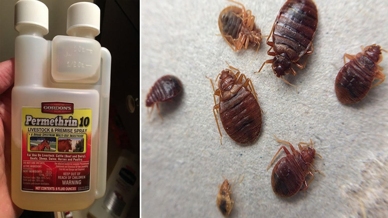 Does Baking Soda Really Kill Bed Bugs At Todd Spence Blog