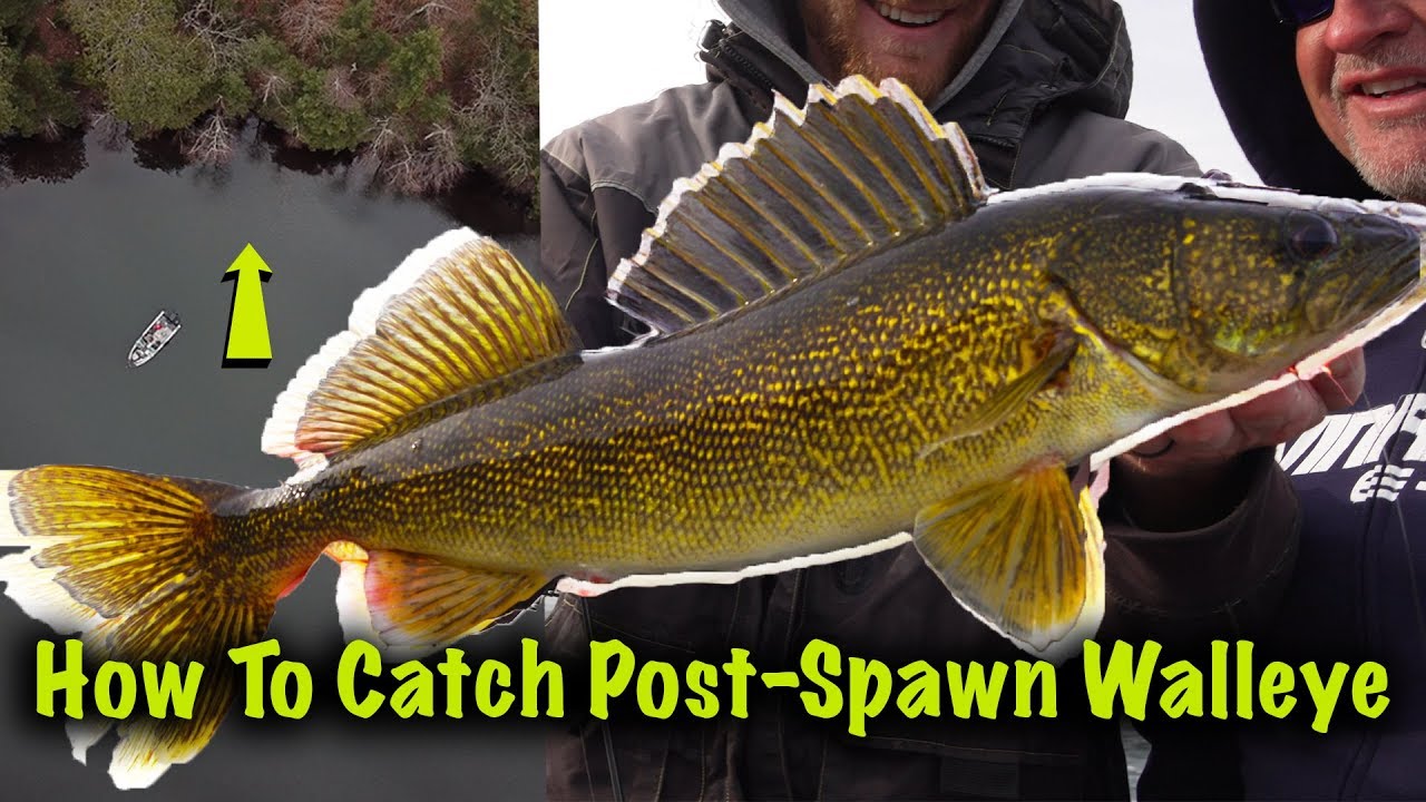 Post Spawn Walleye In Wisconsin Youtube