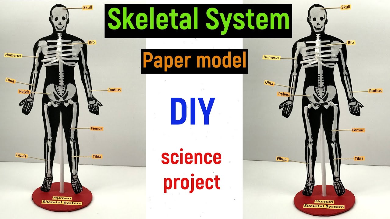 Skeleton Model With Paper Skeleton Model Project Science Project