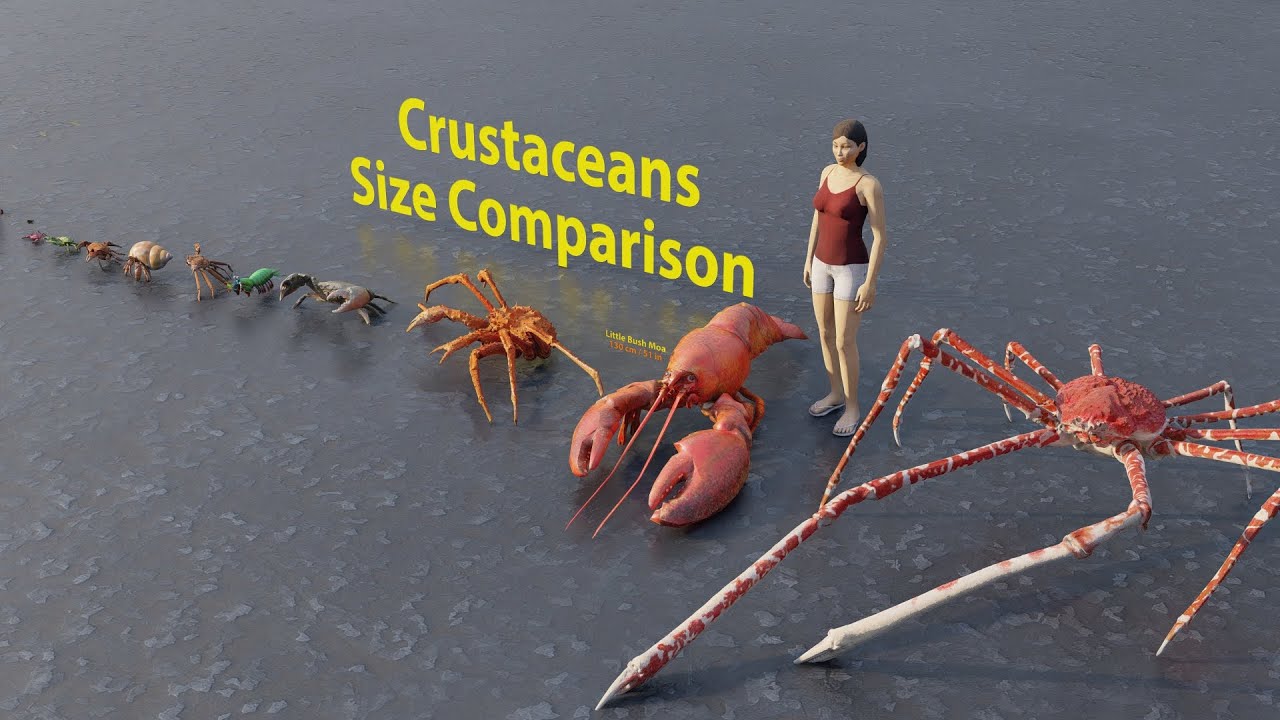 Crustaceans Size Comparison Rodents Size Comparison 3d Animation