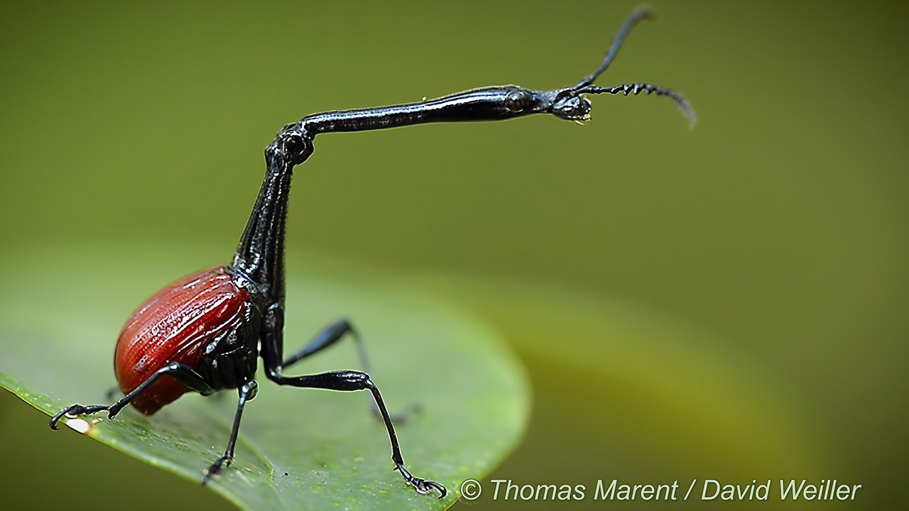 What Is This Giraffe Weevil Doing With Its Super Long Neck Video By