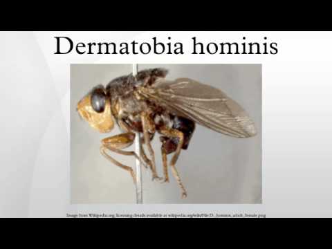 Dermatobia Hominis Youtube