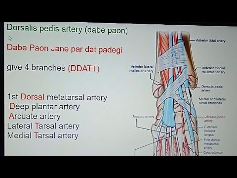 Dorsalis Pedis Artery Youtube