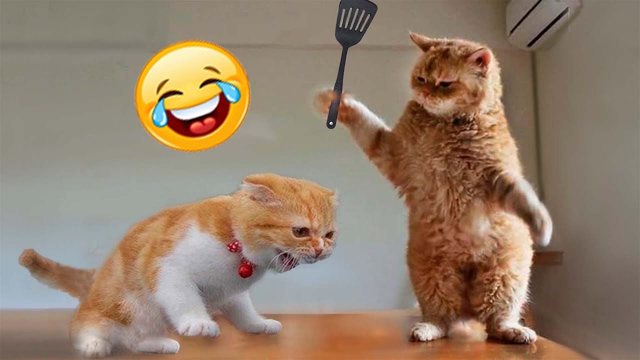 Videos De Risa De Animales Los Mejores Videos De Gatos Chistosos 33