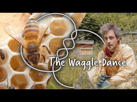 Why Do Bees Dance When They Find Food