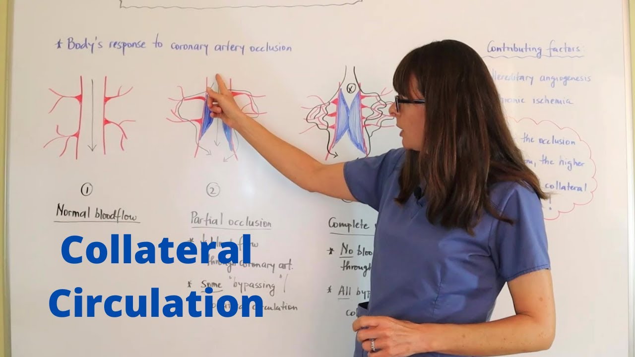 Collateral Blood Circulation Explained The Heart S Natural Bypass