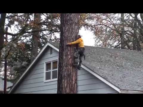 Pine Tree Removal Part 2 Youtube