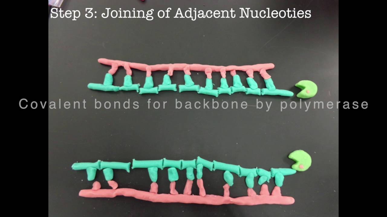 Dna Replication Animation Youtube