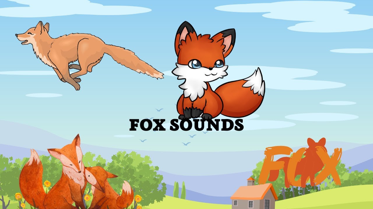 Fox Sounds Real Sounds Of Foxes Screaming Barking And Laughing The