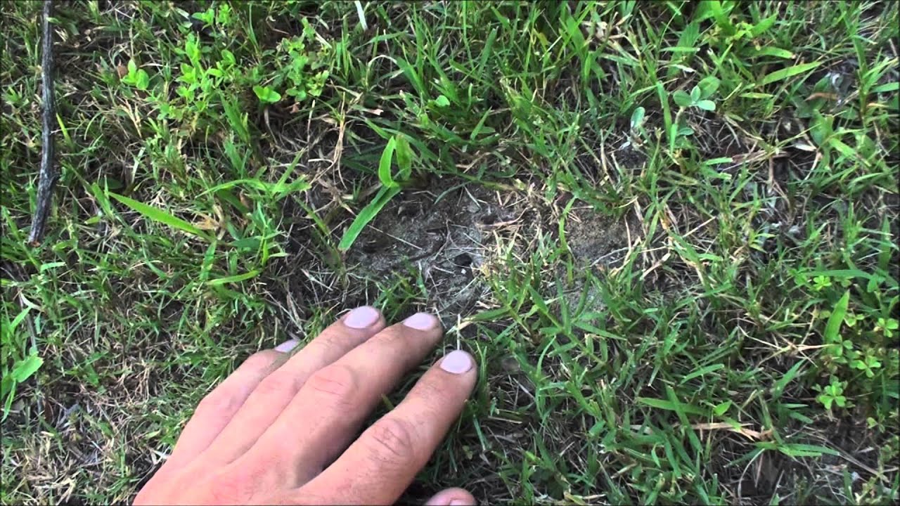 More Turtle Nesting Holes Youtube