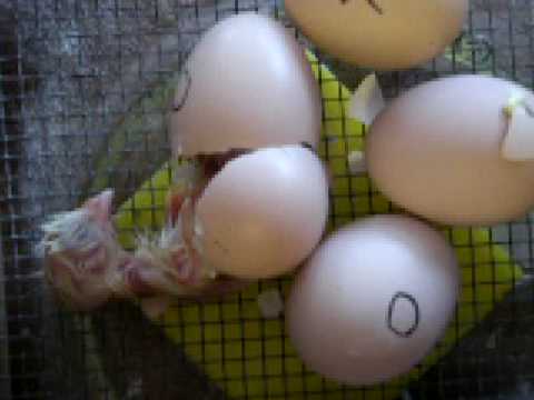 Egg Hatching Youtube