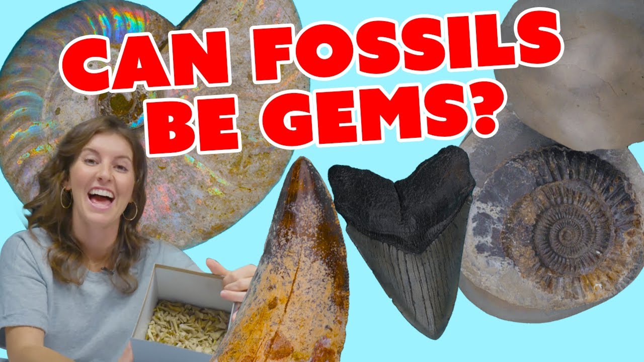 Unboxing Dinosaur Fossils Teeth Bone Egg More Youtube