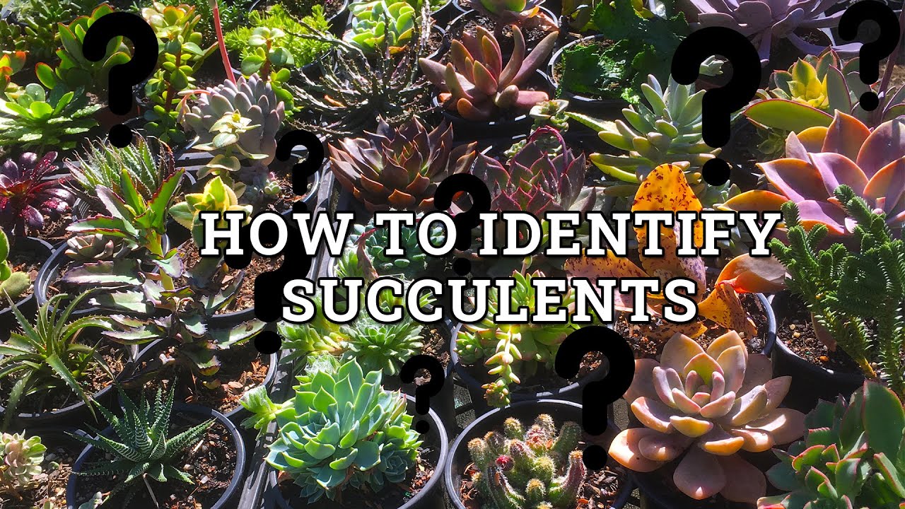 Identifying Succulents How To Quickly Identify Succulents A