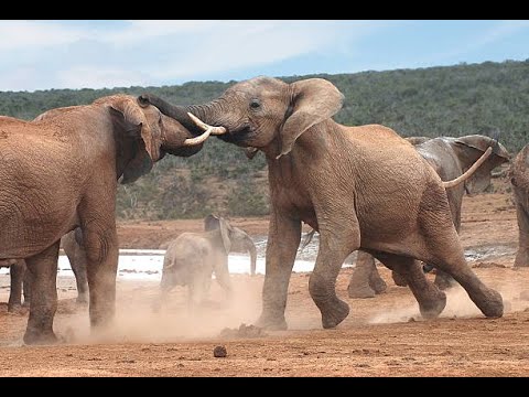 How Big Are African Elephants Compared To Indian Elephants A Size