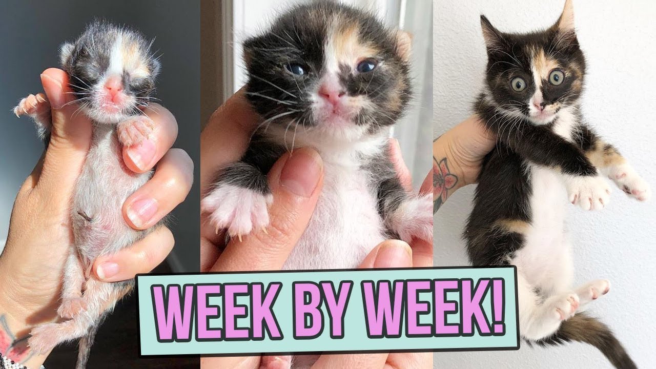 How Big Should A 6 Week Old Kitten Be Detroit Chinatown