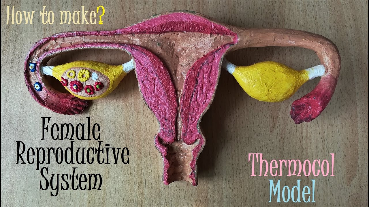 Female Reproductive Anatomy Gold Uterus Poster Female Anatomy Art
