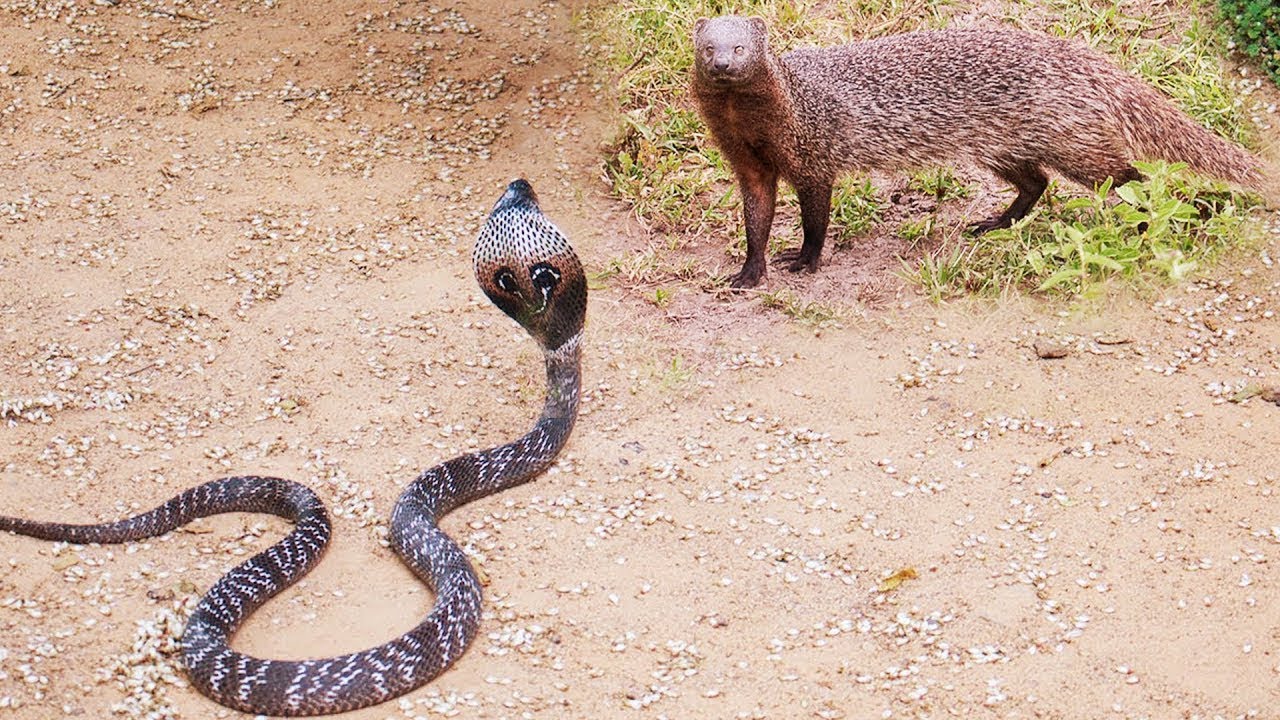 How Does This Tiny Mongoose Kill King Cobras Youtube
