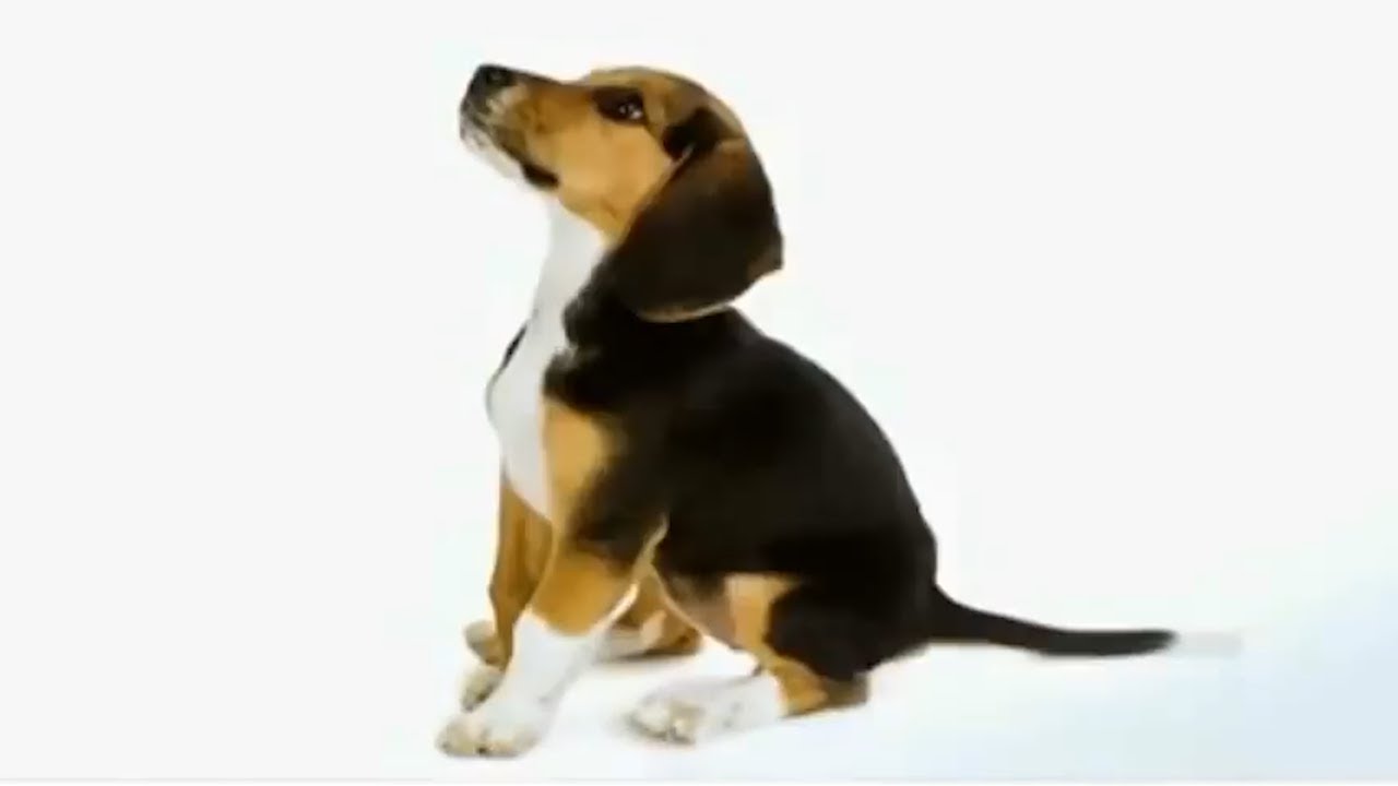 Dog Facts 101 Beagle Youtube