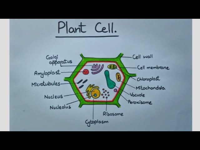 Draw A Neat And Labelled Diagram Of A Plant Cell Infoupdate Org