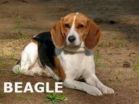Beagle Training Basic Facts About Training Youtube