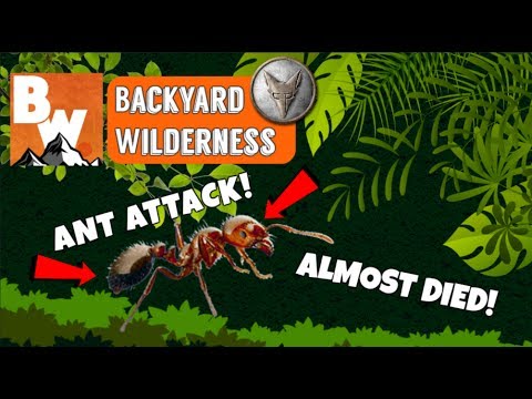 Brave Wilderness Ant Attack Youtube