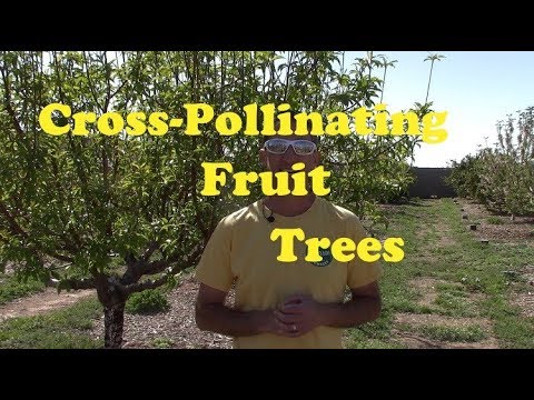Your Guide To Apple Pollination The Ultimate Chart Homesteading Blog