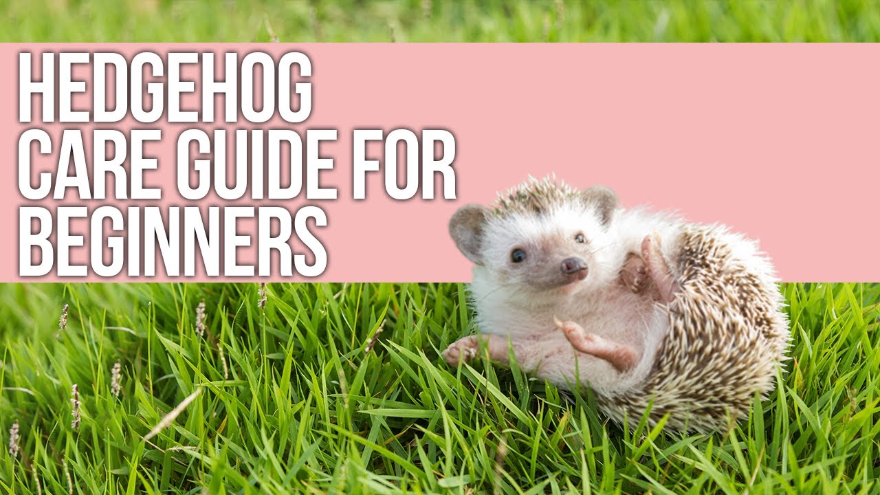 Hedgehog Care Guide For Beginners Housepetscare