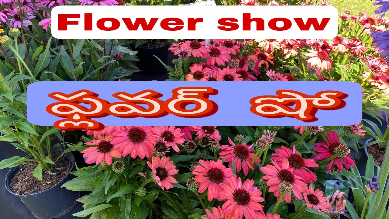 Flowershow Summerflowers Tattonpark Telugugardener Ukflowershow