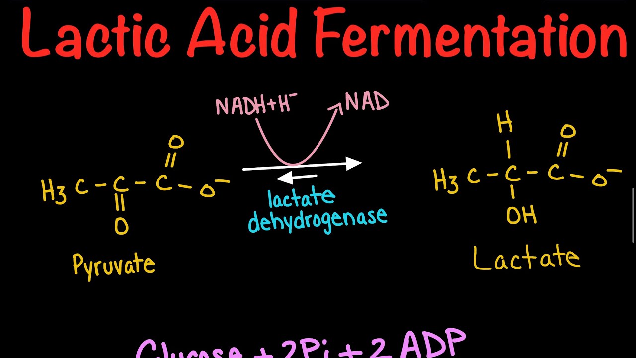 Lactic Acid Fermentation Formula Heterolactic Glucose Savory And